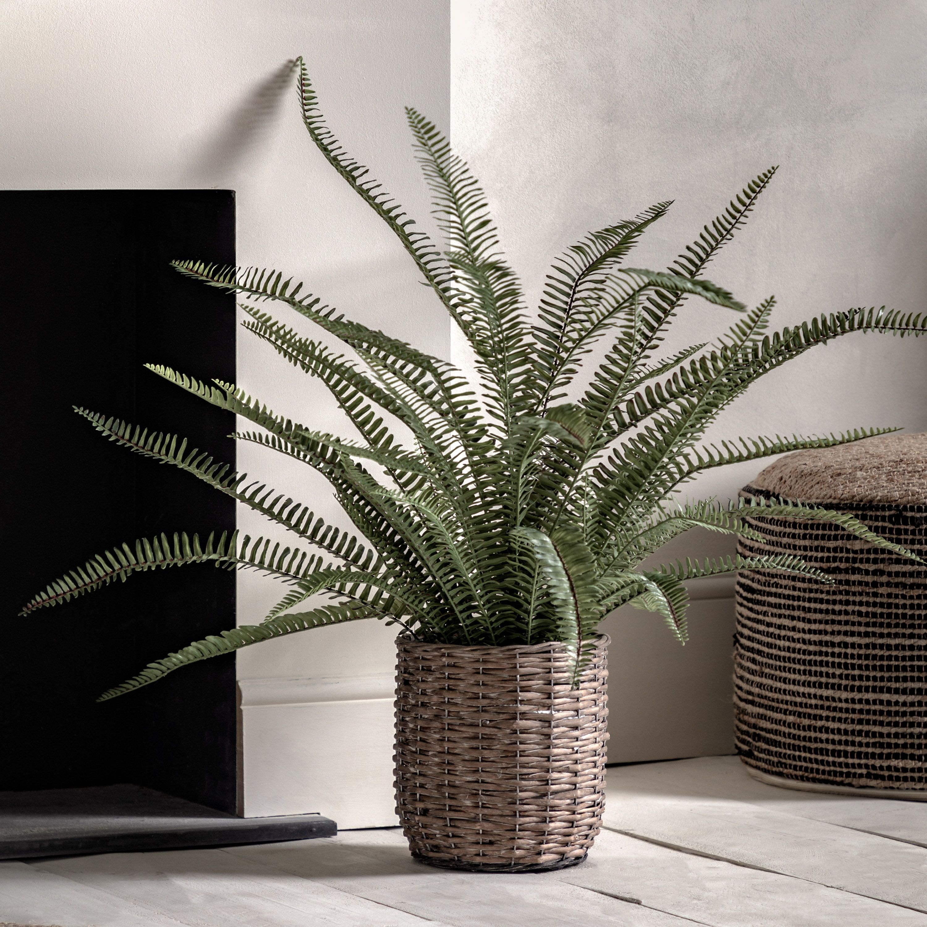Potted Fern Plant – starbursthome