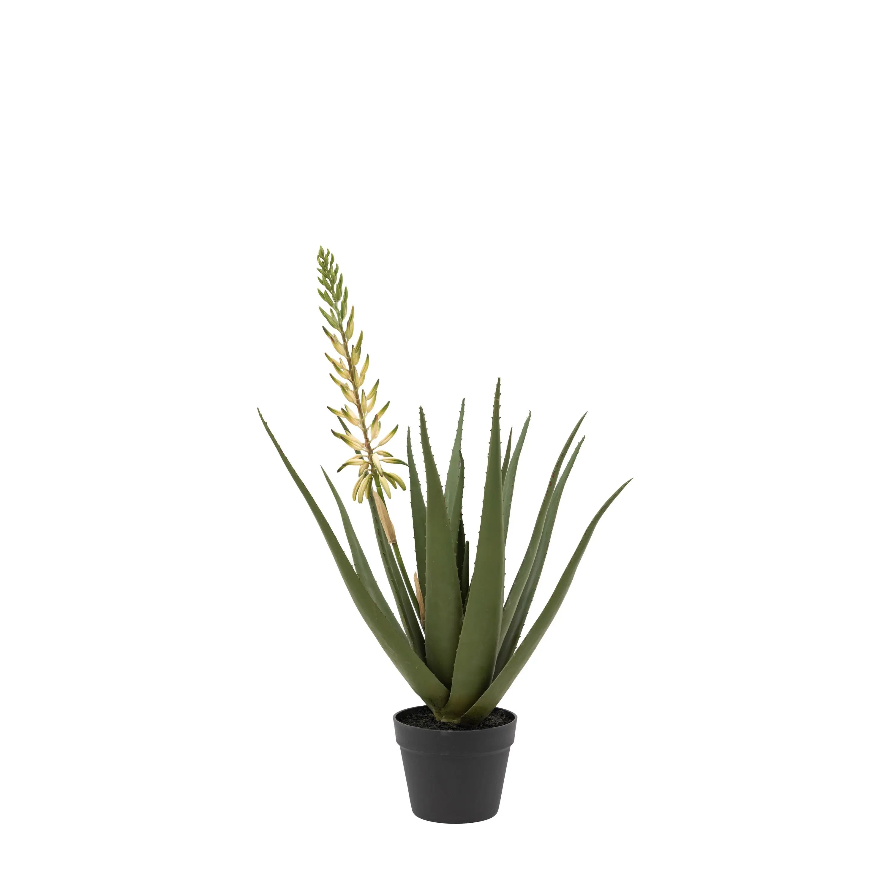 Aloe Potted Plant with White Flower – starbursthome